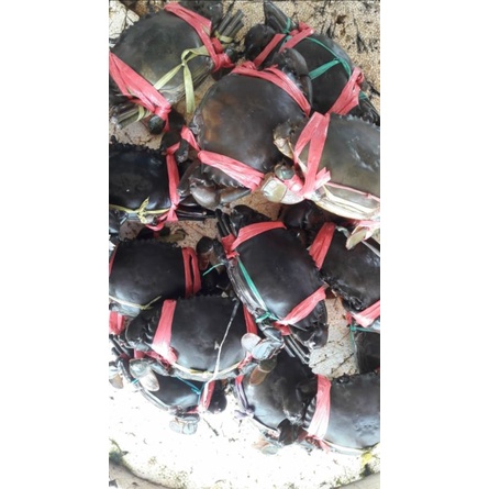 Jual kepiting daging ( hidup ) | Shopee Indonesia