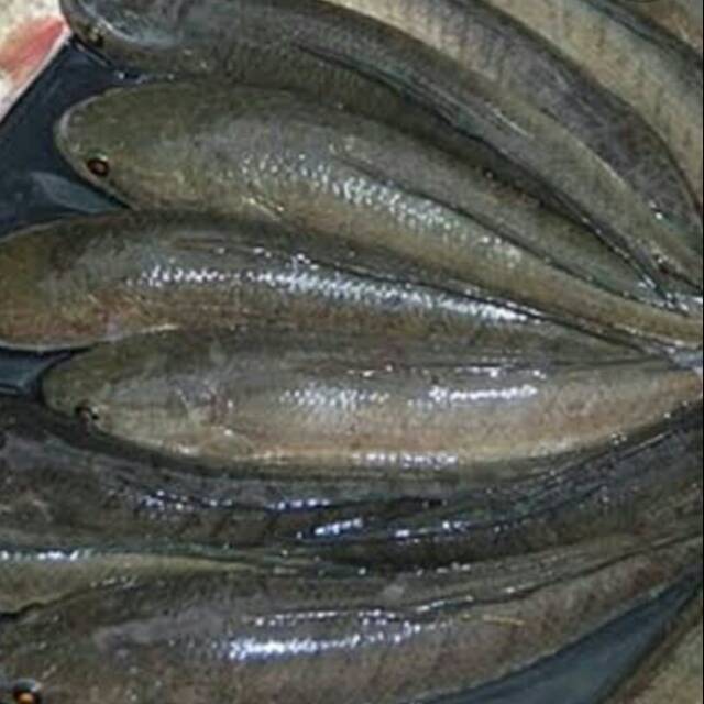 Jual Ikan Gabus Segar 1 kg - Gerobak Sayur Palembang | Shopee Indonesia