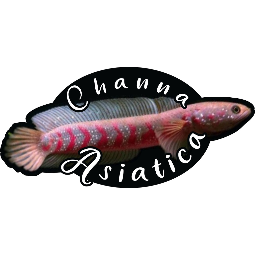 Jual STIKER AKUARIUM IKAN CHANNA MINI | Shopee Indonesia