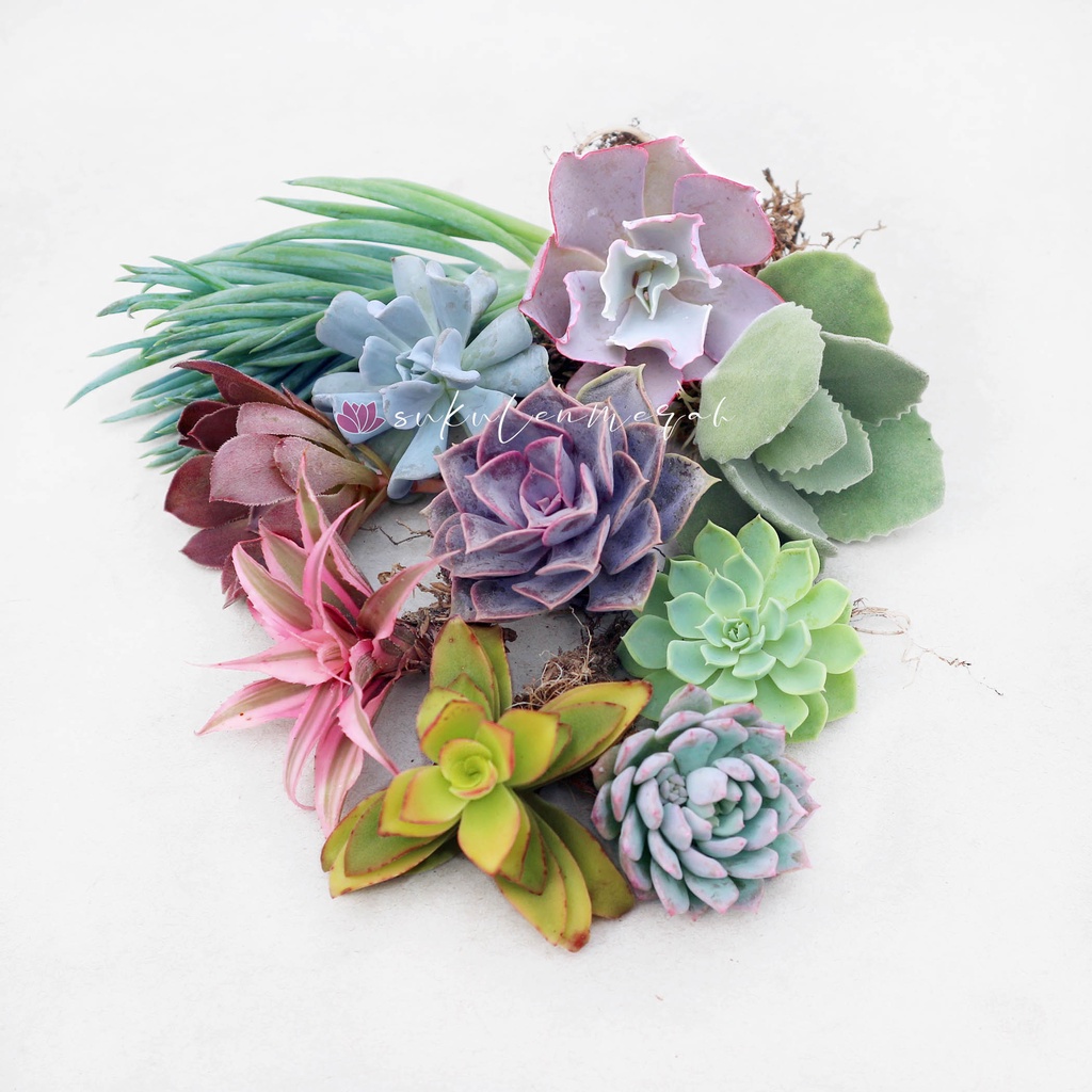 Jual SUKULEN kaktus echeveria sekulen import mini tanaman bunga skulen ...