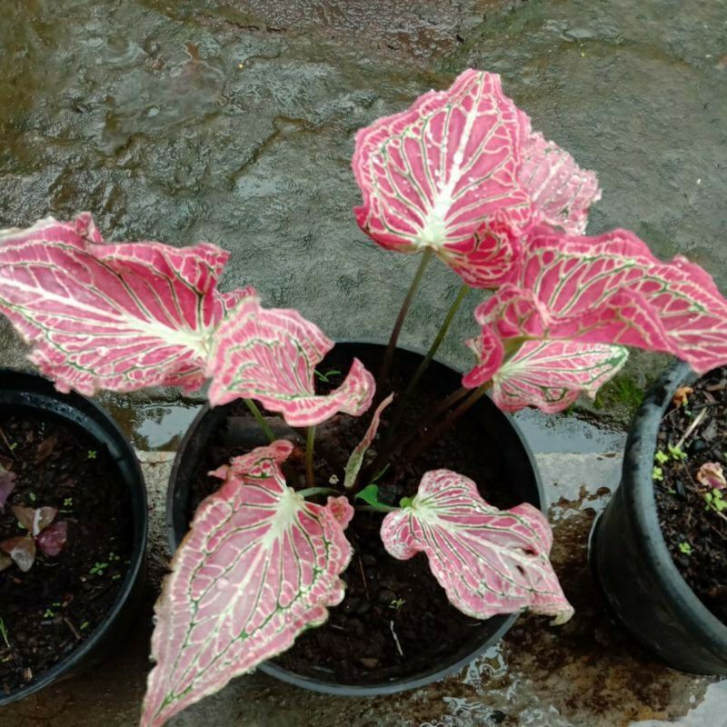 Jual bunga keladi wayang caladium wayang tanaman hias | Shopee Indonesia