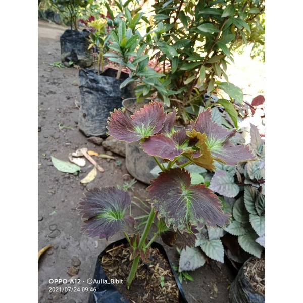 Jual Tanaman miana import 3 jenis | Shopee Indonesia