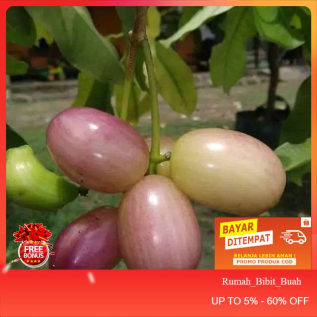 Jual Bibit buah duwet /duet/jamblang putih okulasi bibit benih pohon ...