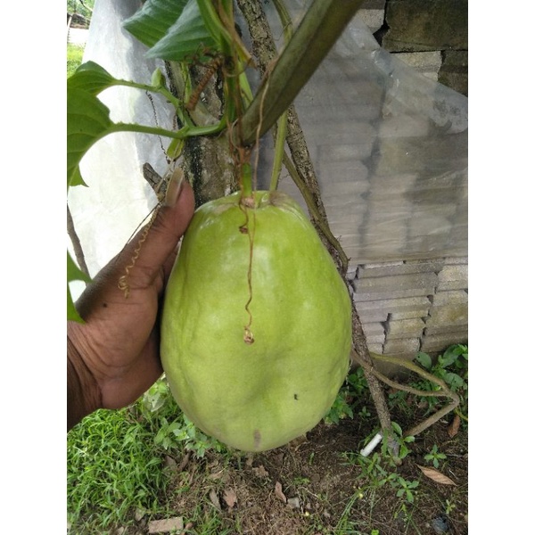 Jual bibit tanamam buah markisa jumbo siap tanam tinggi 50-60cm ...