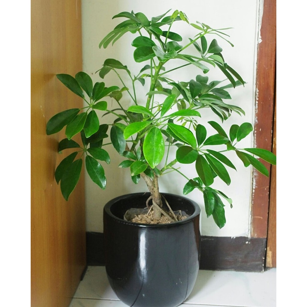 Jual Tanaman hias Walisongo daun hijau (Schefflera arboricola) | Shopee Indonesia