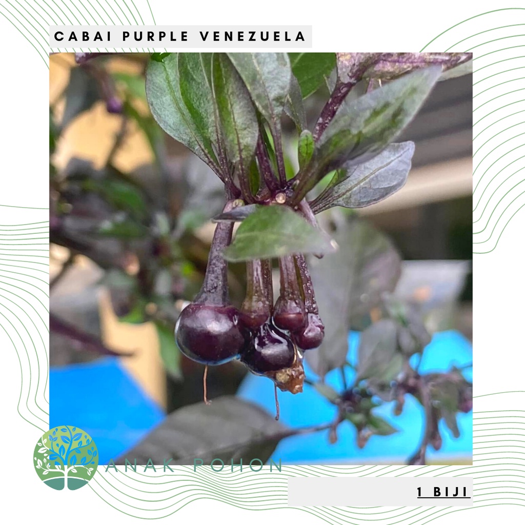 Jual Benih Bibit Biji - Cabai Purple Venezuela Cabe Ungu Mini Pepper ...