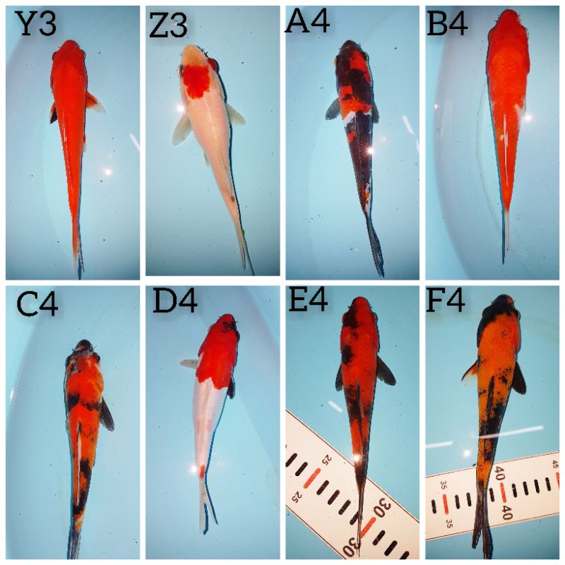 Jual kohaku showa shiro sanke hi showa benigoi doitsu dan sisik 15-24cm ...