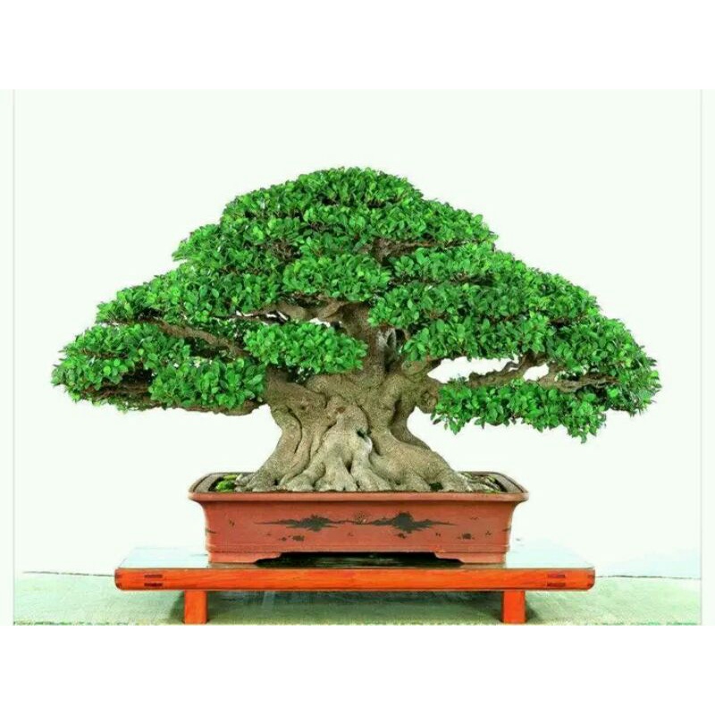 Jual bibit bonsai kimeng/ ficus microcarpa | Shopee Indonesia