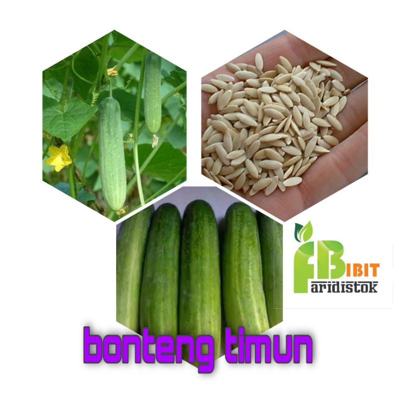 Jual 100 biji benih timun unggul repack | Shopee Indonesia