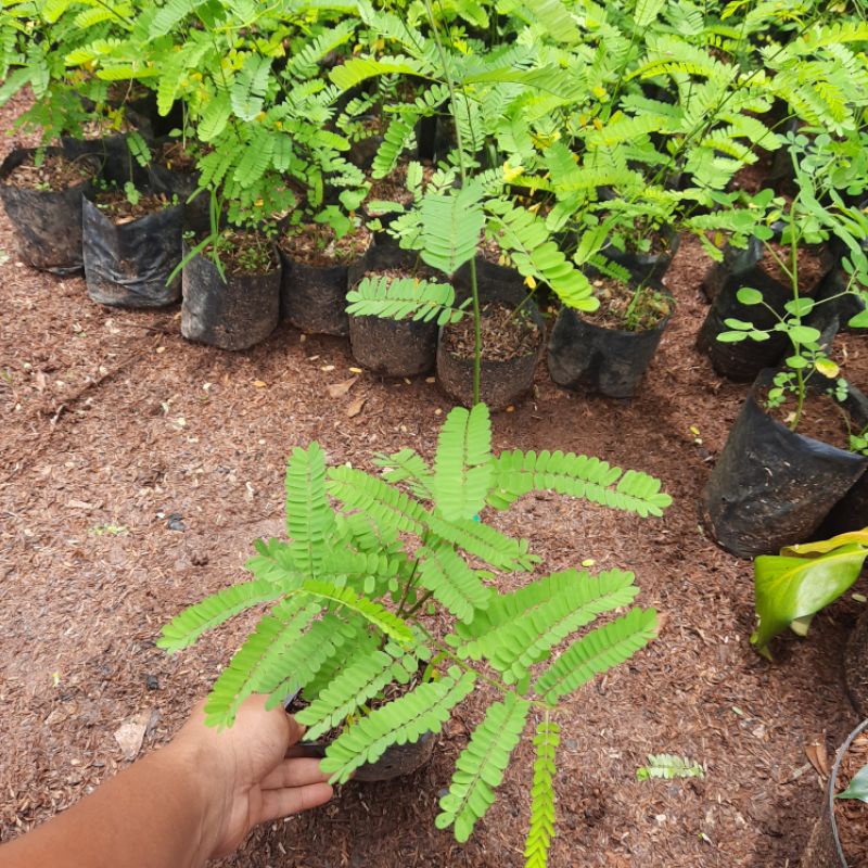 Jual { BISA COD } tanaman herbal daun saga pohon saga untuk obat ...