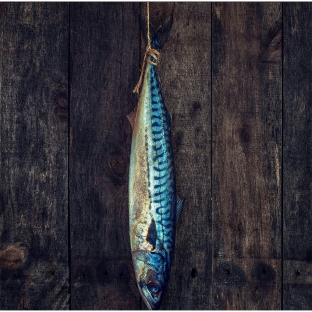 Jual Ikan Saba / Mackerel / Ikan Makarel Utuh / Saba Whole | Shopee ... Jual Ikan Saba / Mackerel / Ikan Makarel Utuh / Saba Whole | Shopee ...