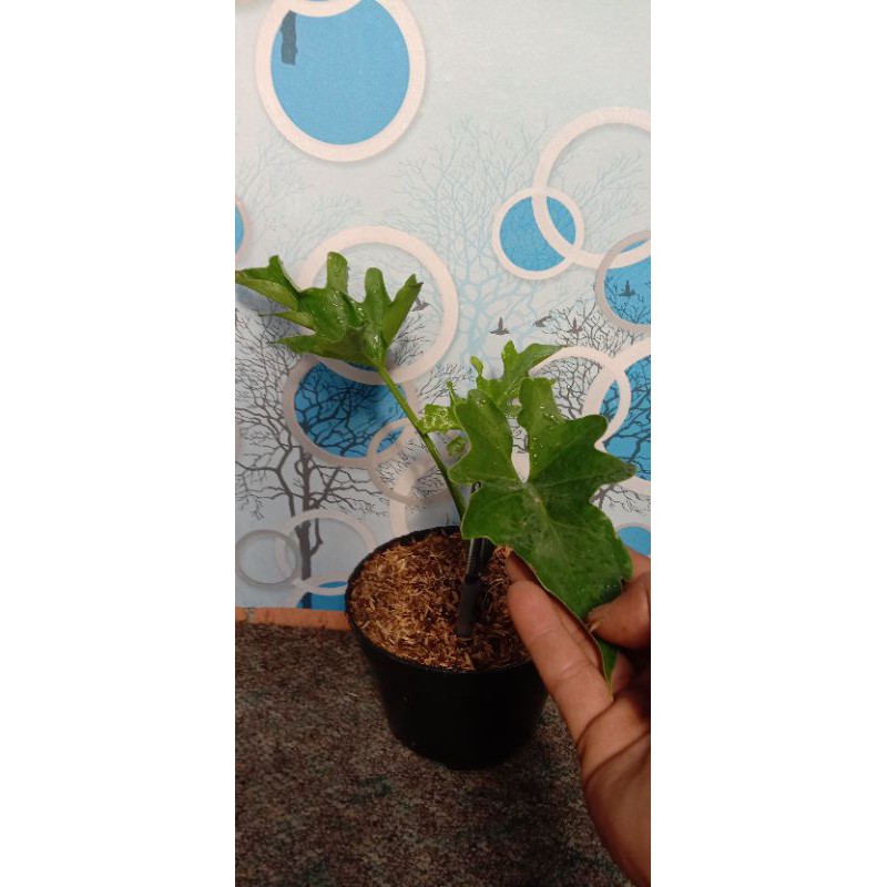 Jual tanaman hias philo dendron jari | Shopee Indonesia