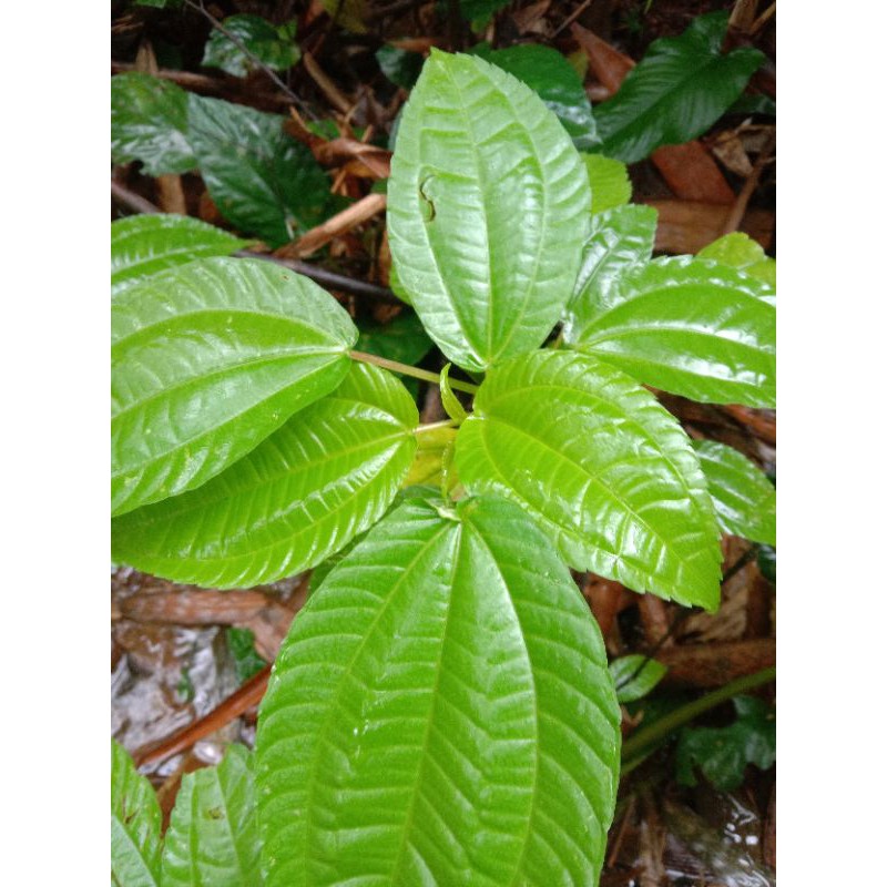 Jual Lalapan Sayur Daun Pohpohan Segar - Sayur Segar 200 g | Shopee ...