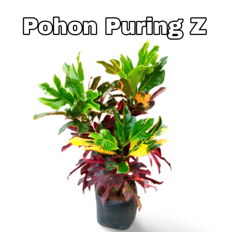 Jual pohon puring zet/pohon hias/tanaman hias puring rimbun | Shopee ...