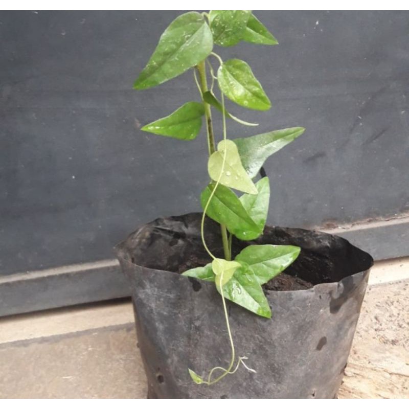 Jual Bibit Pohon Cincau Rambat Jelly | Shopee Indonesia