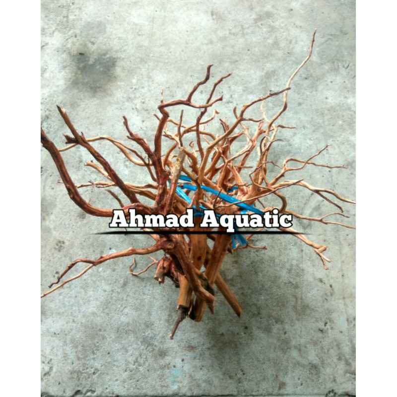 Jual Akar Kayu Rasamala ukuran L (5 Pcs) | Shopee Indonesia
