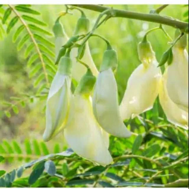 Jual Bunga turi 1 kg fresh | Shopee Indonesia