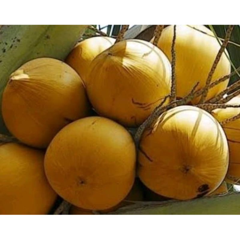 Jual Buah Kelapa Gading Kelapa Kuning Segar | Shopee Indonesia