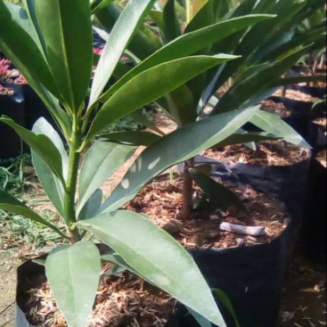 Jual DAUN LEMPENI SEGAR 1KG // ANTI KANGKER // UNTUK PENYAKIT JANTUNG ...