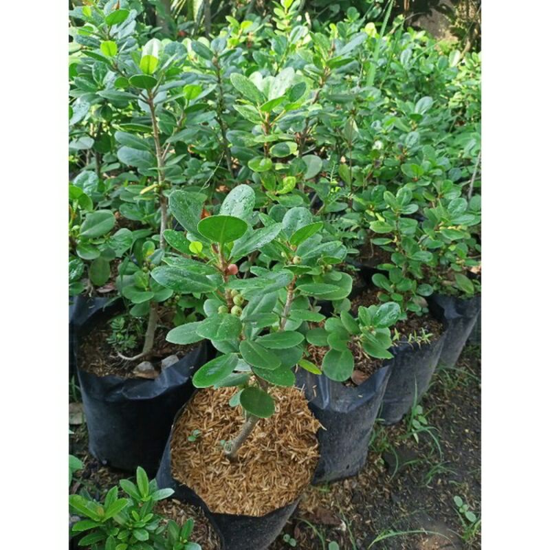 Jual Tanaman hias Bunga Beringin Dolar (Bahan Bonsai ) | Shopee Indonesia
