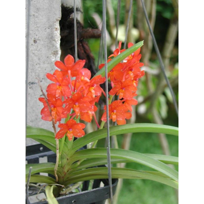 Jual Anggrek Vanda ascocentrum miniatum (orange tua) | Shopee Indonesia