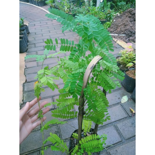 Jual tanaman herbal daun saga | tanaman herbal saga rambat | Shopee ...