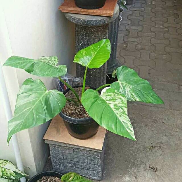 Jual PROMO philodendron giganteum marble variegata / philodendron ...