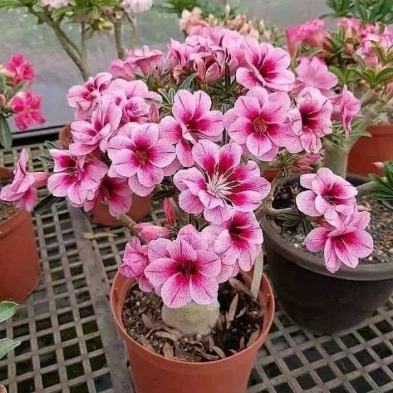 Jual tanaman hias bunga adenium sise A (DESERT ROSE) | Shopee Indonesia