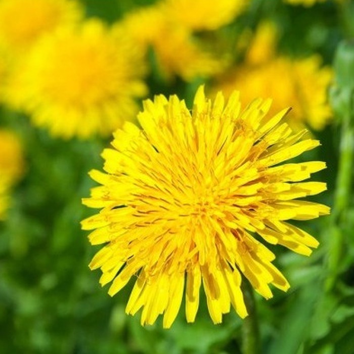 Jual Bibit / Benih Biji Bunga Randa Tapak - Dandelion Yellow Cantik ...