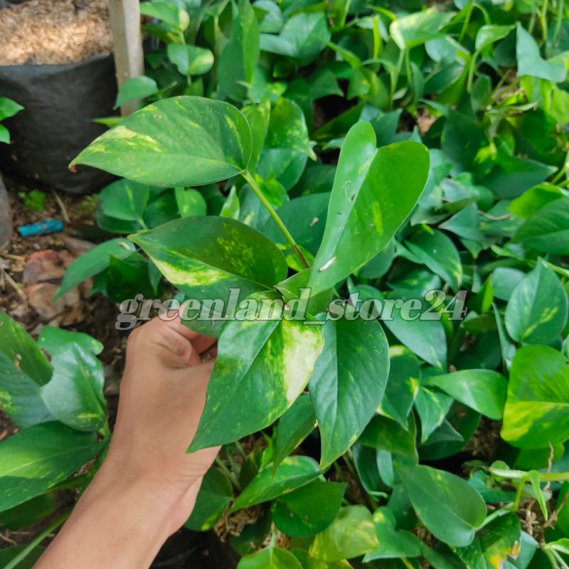 Jual sirih gading hijau perBATANG - epipremnum aureum marble gold ...