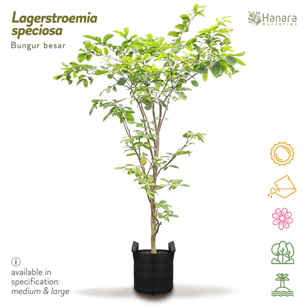 Jual Lagerstroemia speciosa - Bungur besar - pohon instan/instant tree ...
