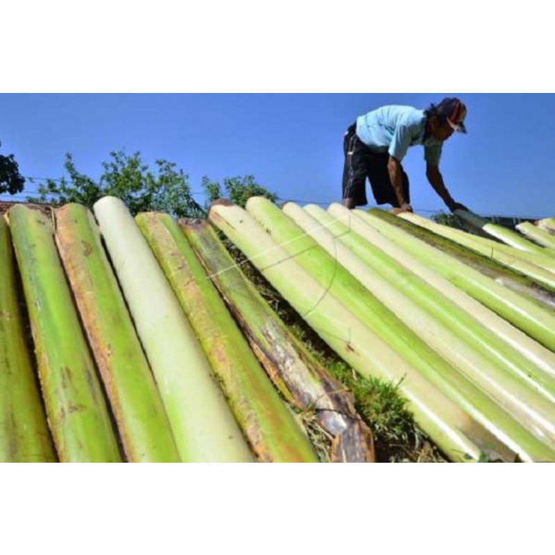 Jual PELEPAH BATANG GEDEBONG PISANG SEGAR 1KG | Shopee Indonesia