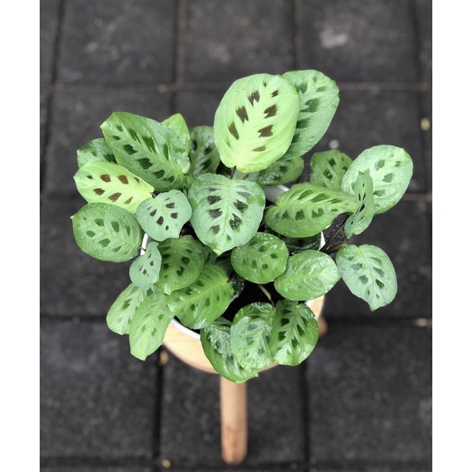 Jual Tanaman hias leponero loreng corak macan chalathea corak leponero ...