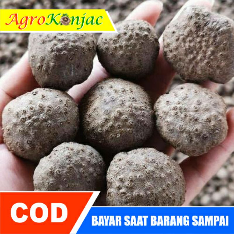 Jual KATAK PORANG JUMBO | BIBIT PORANG KATAK DORMAN SUPER 1 KG | Shopee ... Jual KATAK PORANG JUMBO | BIBIT PORANG KATAK DORMAN SUPER 1 KG | Shopee ...