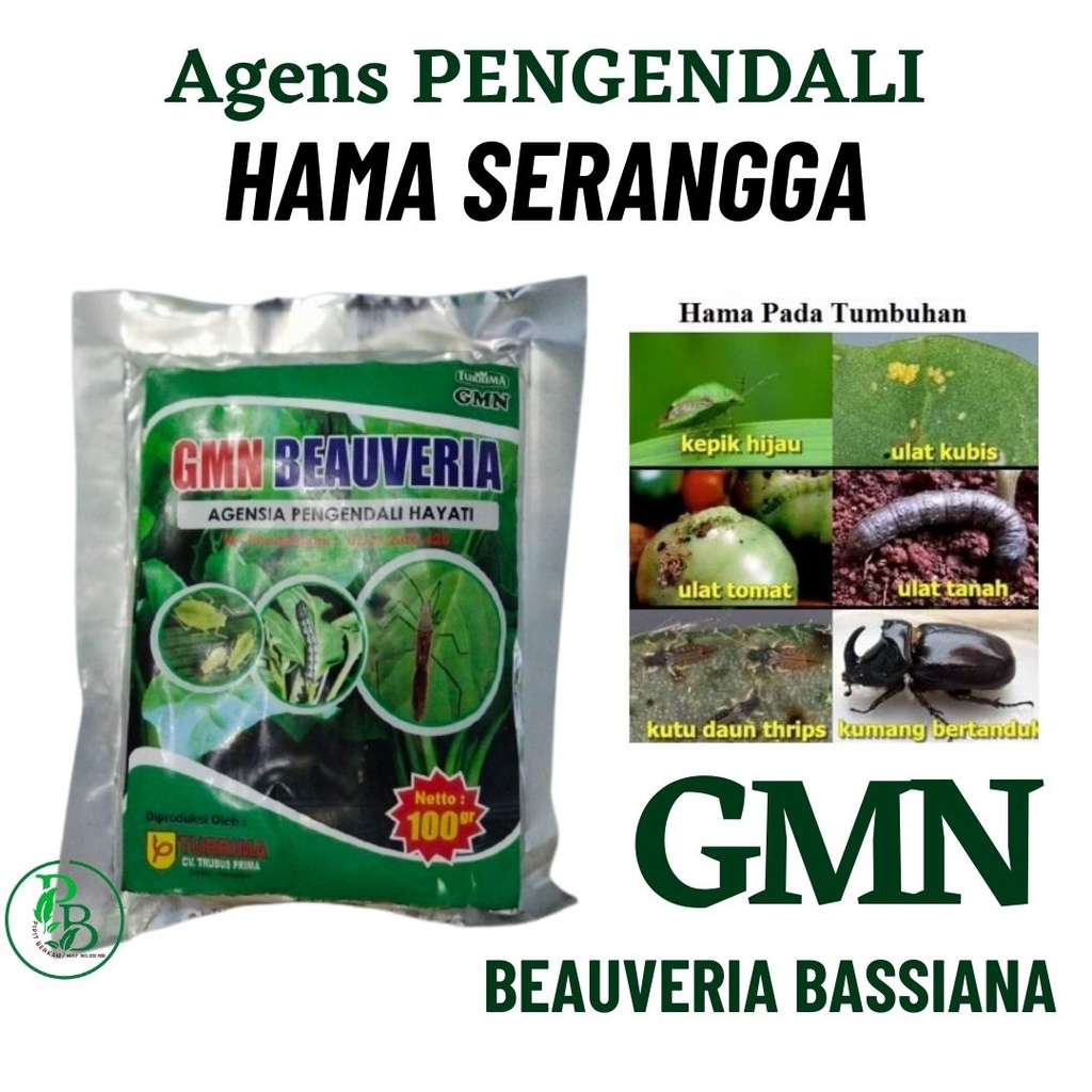 Jual Pupuk Beauveria Bassiana pembasmi hama kutu putih pada pepaya ...