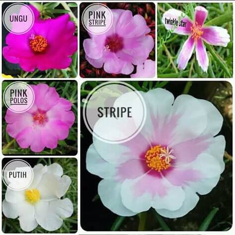 Jual Krokot jenis Giant/Bunga lebar | Shopee Indonesia