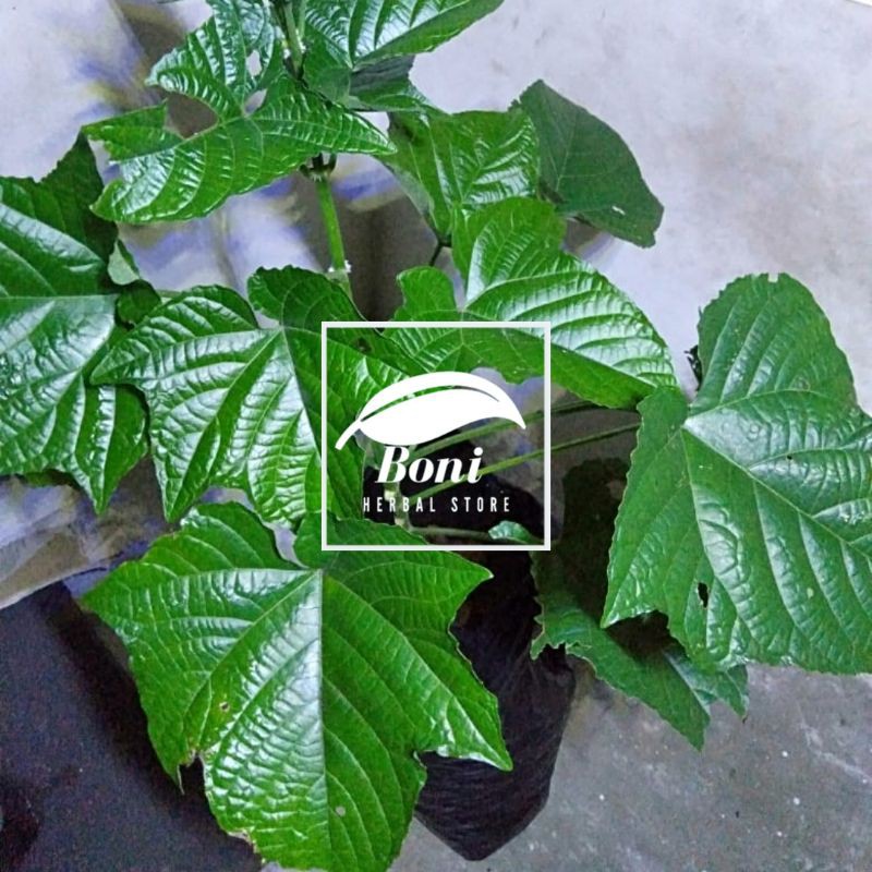 Jual Daun Pagoda atau Tumbak Raja 1kg | Shopee Indonesia