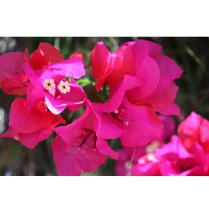 Jual Tanaman Hias Bugenvil Bunga Kertas Pink Shopee Indonesia