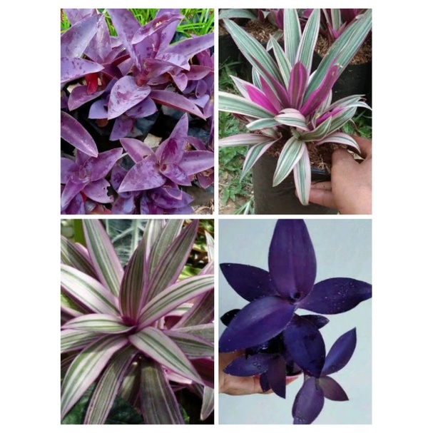 Jual paket mix 2 tanaman hias ADAM HAWA/ RHOEO DISCOLOR dan ADAM HAWA ...