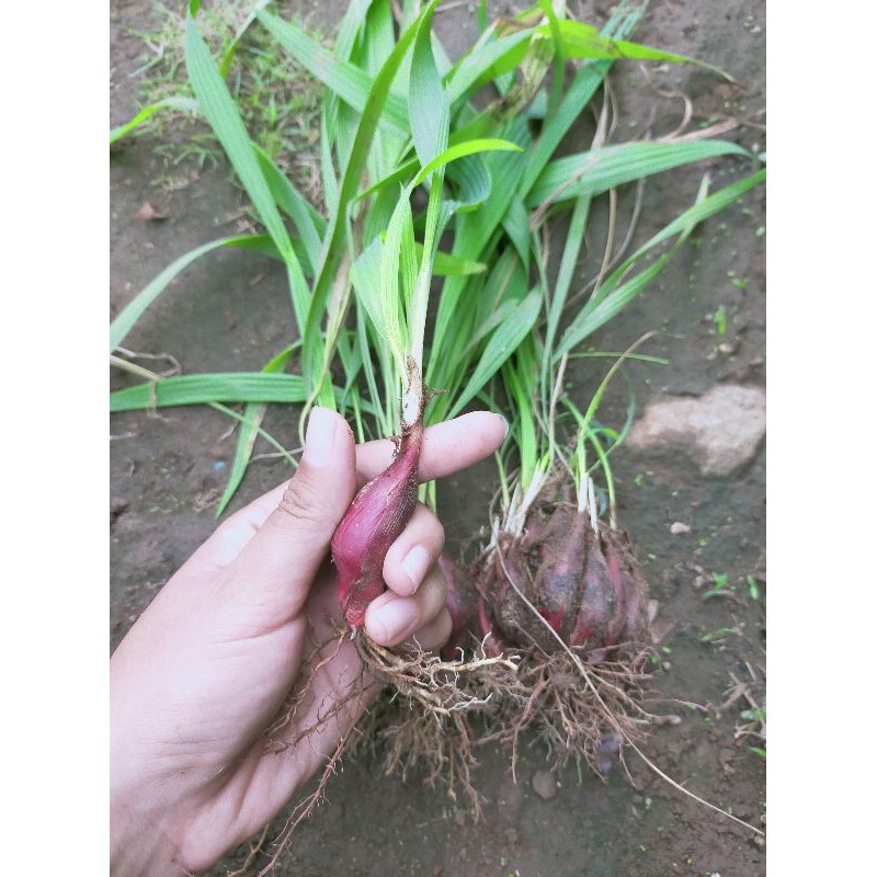 Jual SALE Bibit Tanaman Herbal Bawang Dayak atau Tiwai atau Sabrang ...