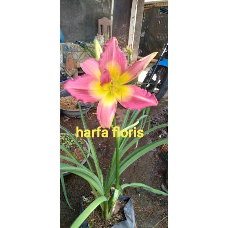 Jual tanaman hias bunga lelly coklat | Shopee Indonesia