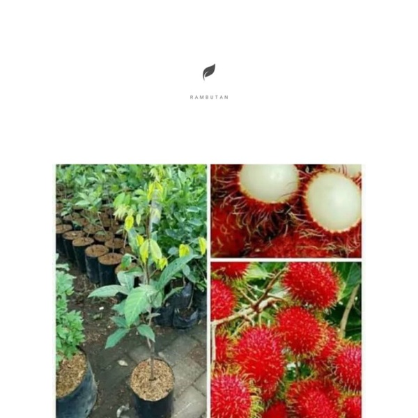 Jual RAMBUTAN ACEH MACAN | Shopee Indonesia