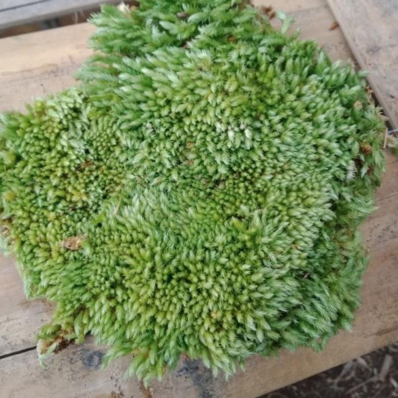 Jual media tanam lumut hijau lempengan(promo) | Shopee Indonesia