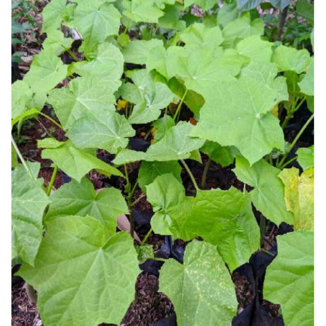 Jual Bibit tanaman pohon jarak / tanaman herbal jarak | Shopee Indonesia