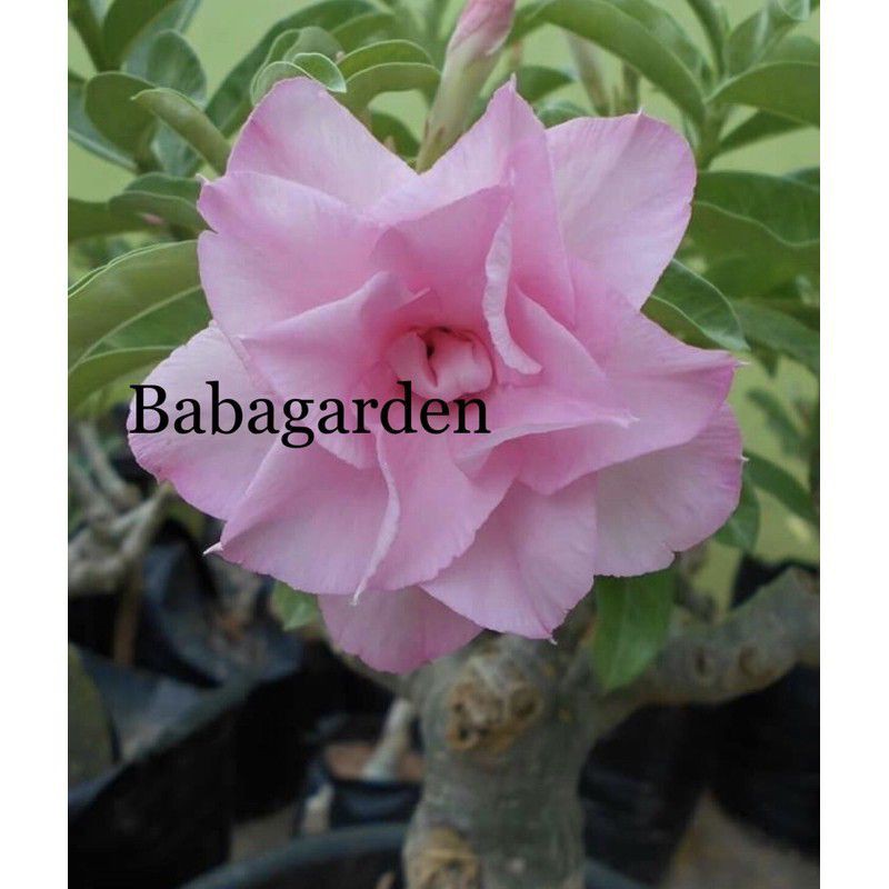 Jual Adenium Kamboja Jepang Bunga Tumpuk Pink White Shopee Indonesia