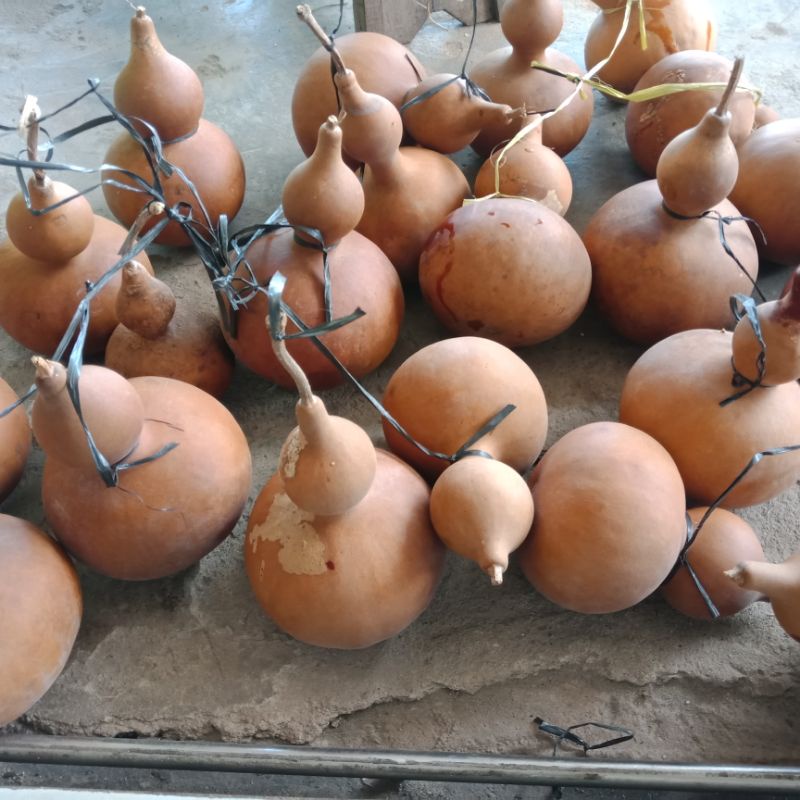 Jual Labu Botol / Labu Arak / Labu Cina | Shopee Indonesia