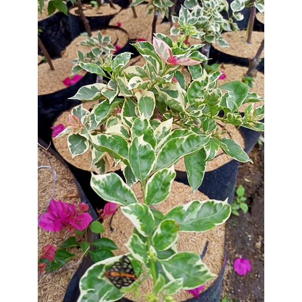 Jual Tanaman Bunga Varigata 3 Warna(merah,ungu,putih) | Shopee Indonesia