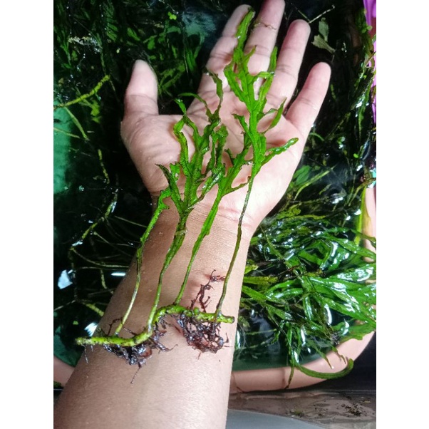 Jual Kadaka Mini Trident - Tanaman air | Shopee Indonesia