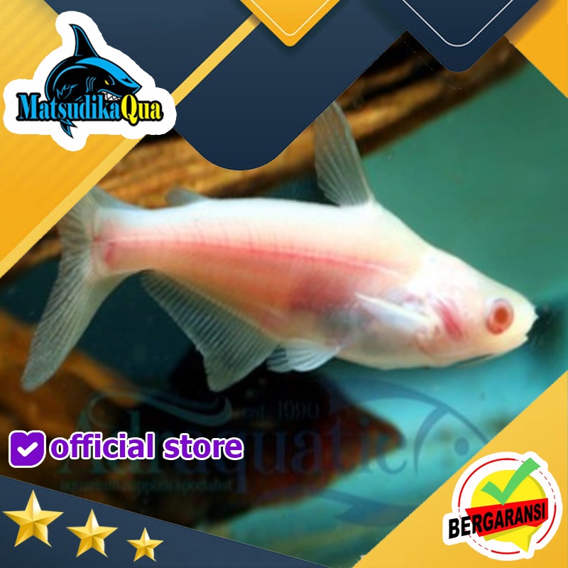Jual Ikan Hias Patin Albino Putih Aquarium Aquascape | Shopee Indonesia