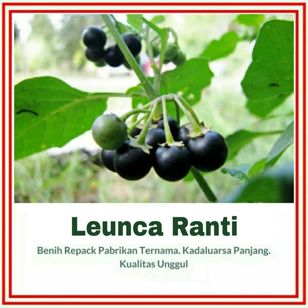 Jual ±10 Benih Leunca / Lenca Ranti Bibit Tanaman Sayur Sayuran ...